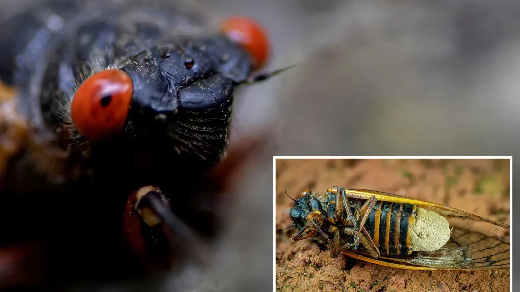 Zombie Cicadas with STDs in Illinois: A Bizarre Fungus Threatens to ...